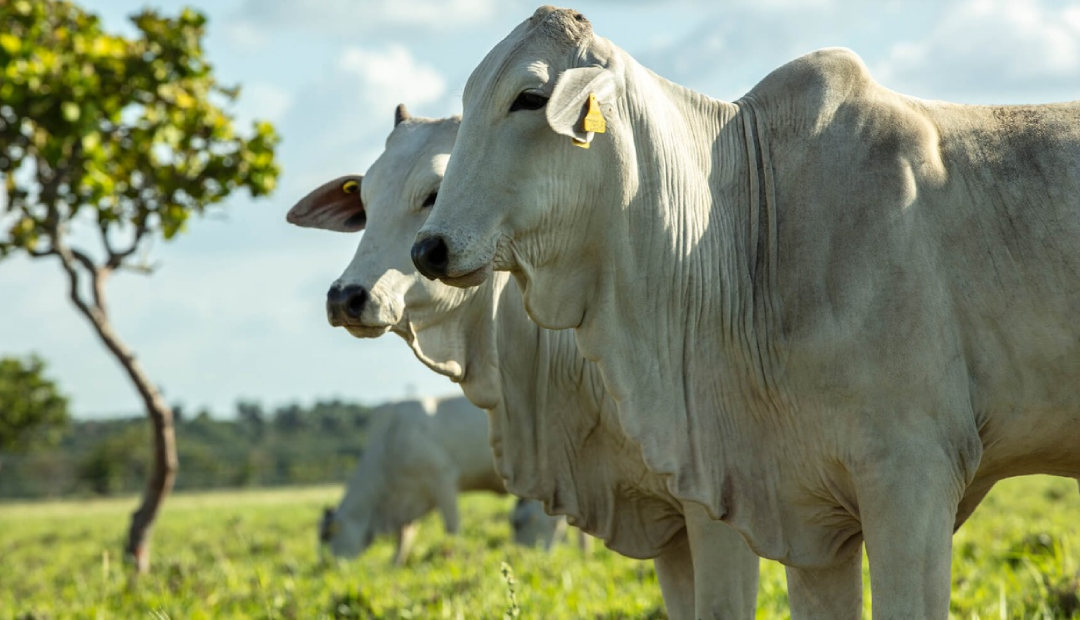 Aprenda a determinar la capacidad de carga animal a partir de la ...