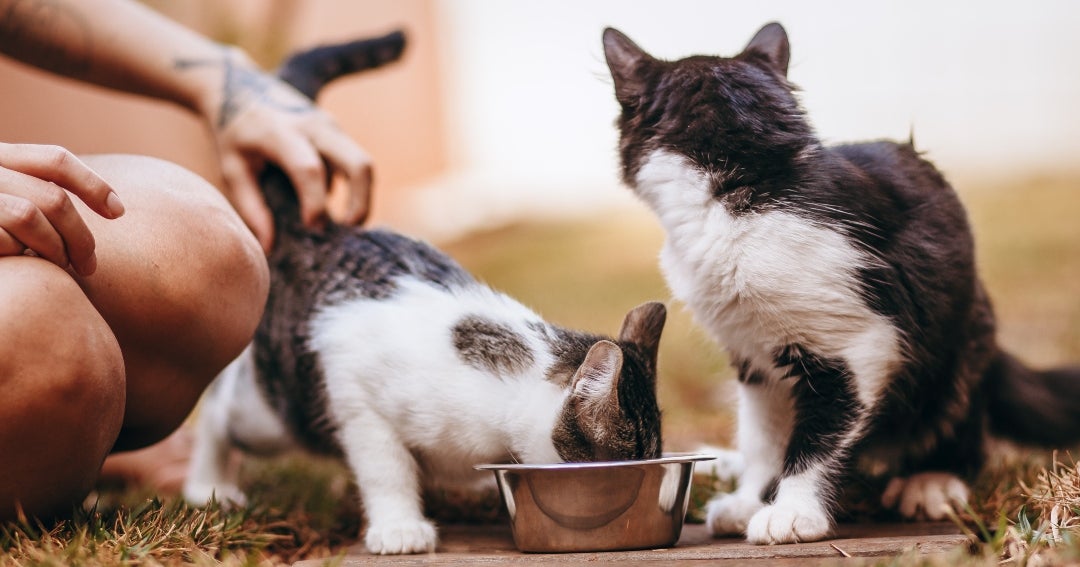 ¿Qué es el alimento húmedo y cuáles son los beneficios que trae para ...