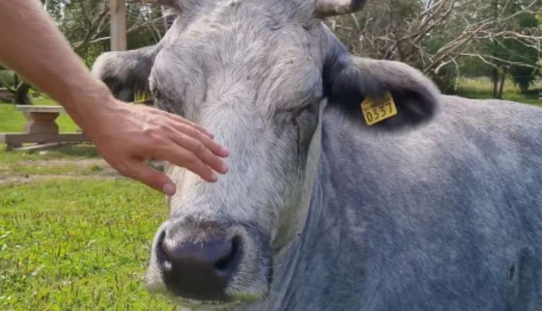 ¿Vacas azules? La raza de ganado que sobrevivió de la extinción y ...