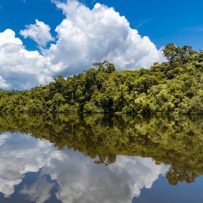 Proyectos Redd+ protegerían 1,2 millones de hectáreas de bosque en ...
