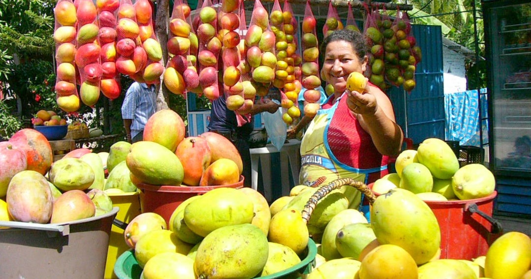 Las exportaciones de mango crecen 19,7% por las compras de países de ...