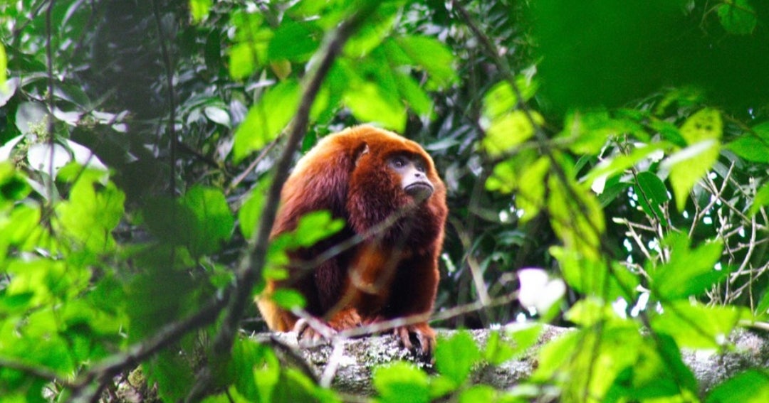 Puente peatonal en la vía Buenaventura-Buga permitirá proteger a la ...