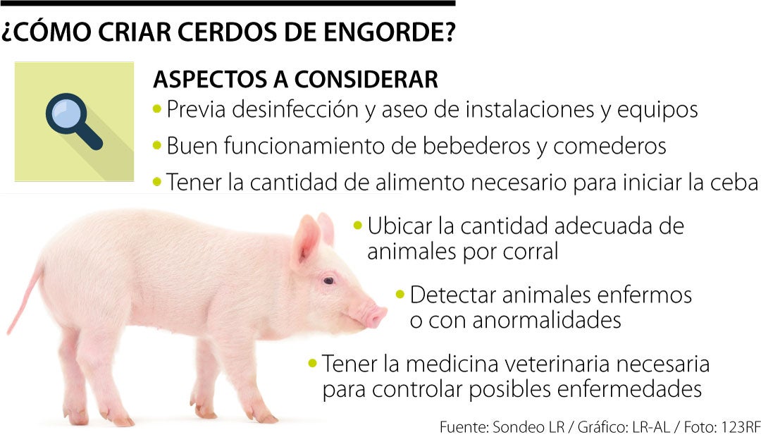 Los elementos que debe tener en cuenta para el crecimiento de cerdos de engorde | Agronegocios.co