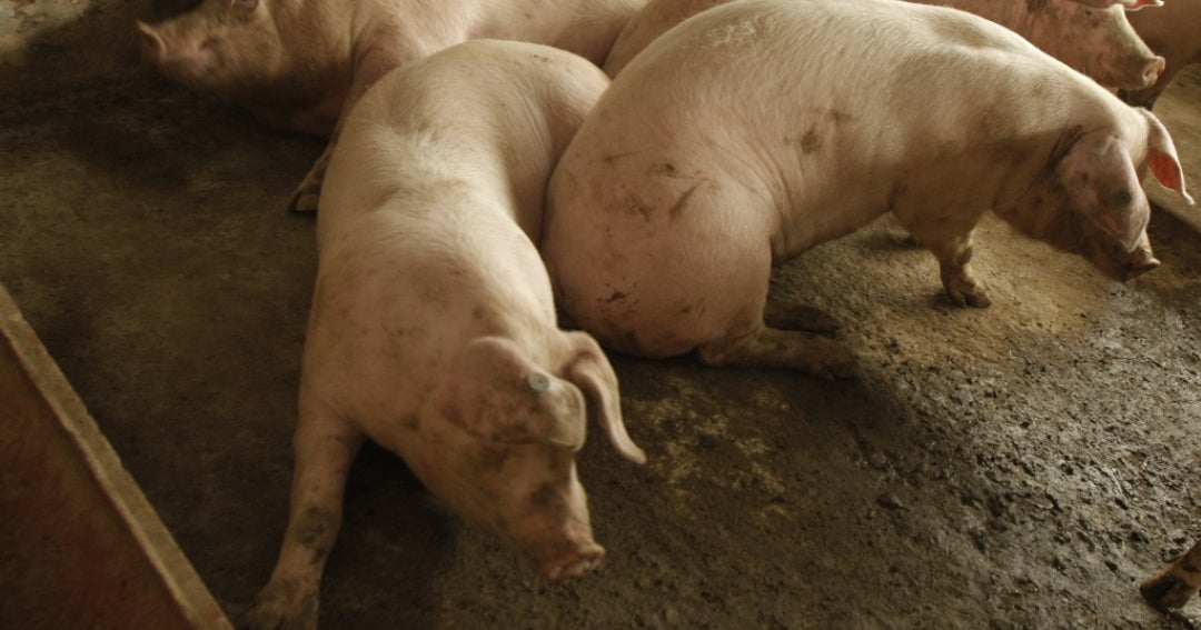 Vacuna para controlar la salmonella en cerdos será de uso comercial en Colombia