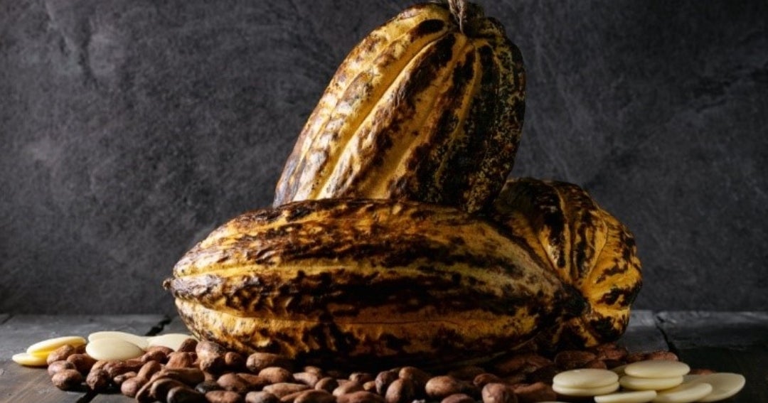 ¿Qué es la carmenta negra? Así evitaría afectaciones y daños en su ...