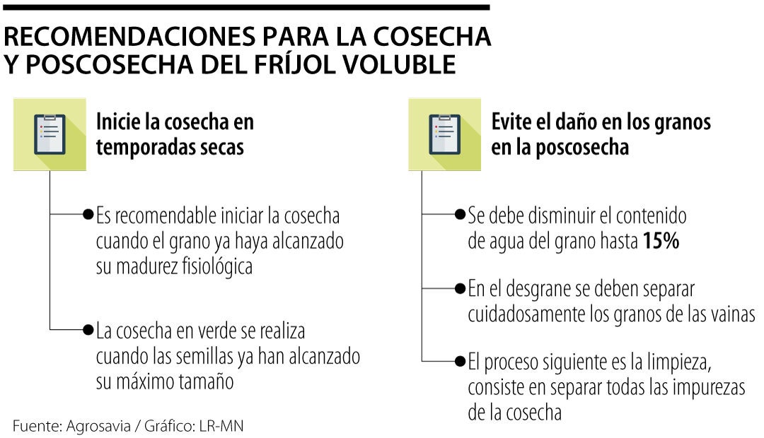 Aprenda a sembrar fríjol voluble para tener mejor producción y vender ...