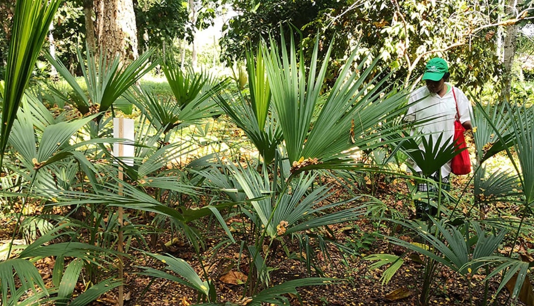 Palma de iraca, el cultivo huérfano que también puede servir en el ...