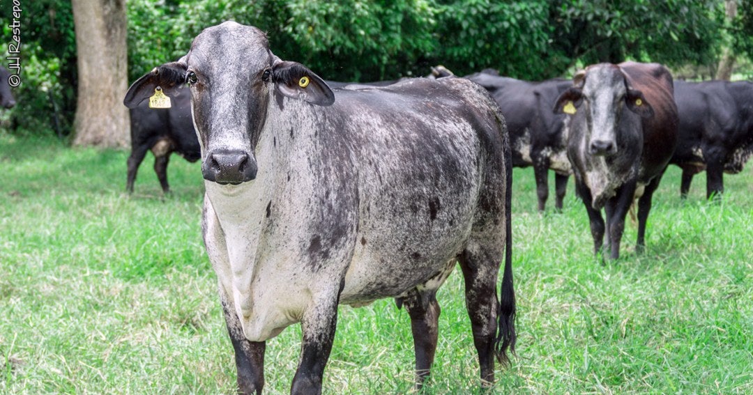 Girolando, la raza con la habilidad de producir leche de manera rentable en climas cálidos