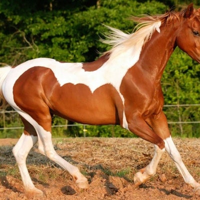 El Pinto Americano, el Appaloosa y el Lusitano, caballos que se usan ...
