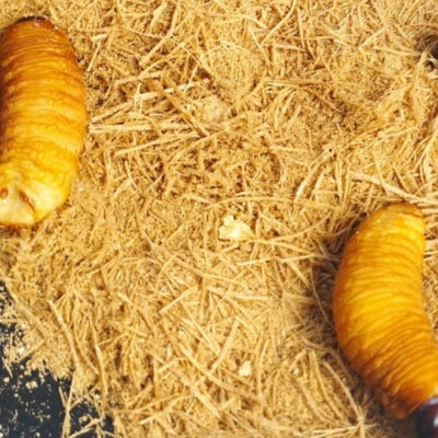 Conozca cómo se cría el mojojoy, producto insignia de la gastronomía ...