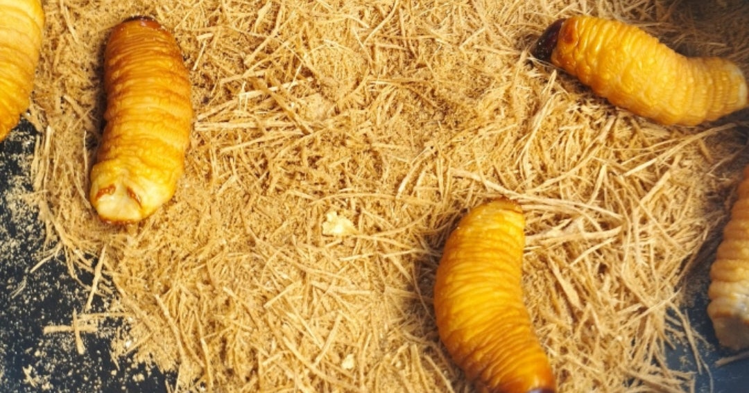 Conozca cómo se cría el mojojoy, producto insignia de la gastronomía ...