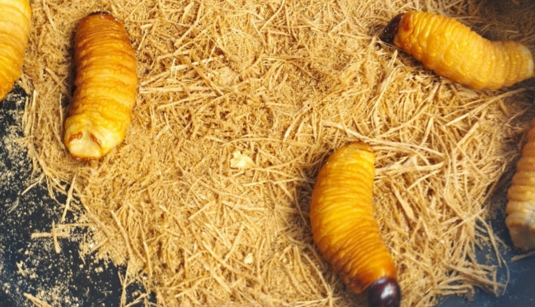 Conozca cómo se cría el mojojoy, producto insignia de la gastronomía ...