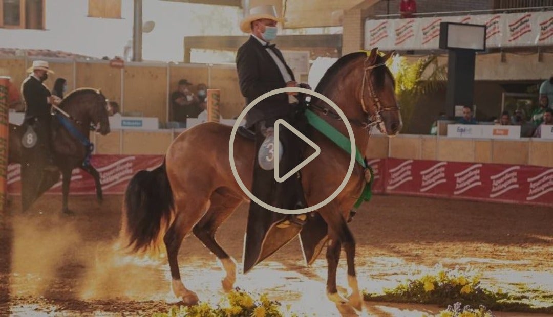 Las raíces y el legado del caballo criollo colombiano, patrimonio ...