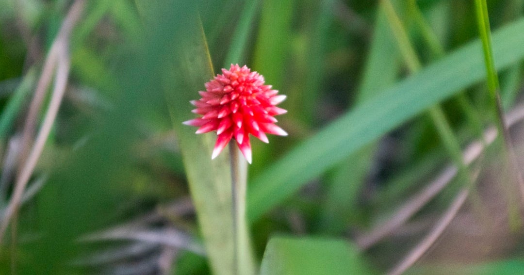 Liwi Flor Eterna, empresa que exporta flor de inírida y produce 170.000 ...