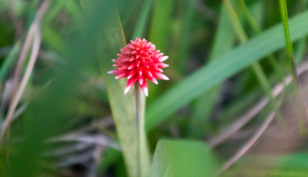Liwi Flor Eterna, empresa que exporta flor de inírida y produce 170.000 ...