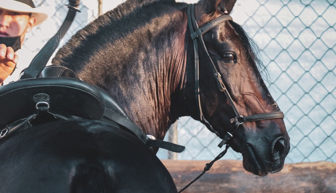 Con trote y galope se despidieron los caballos de la feria equina grado ...