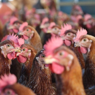 Mercado se normaliza para proveedores y productores de pollo en Estados ...