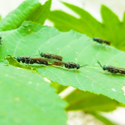 Biofly, una empresa que a partir de residuos orgánicos produce proteína ...