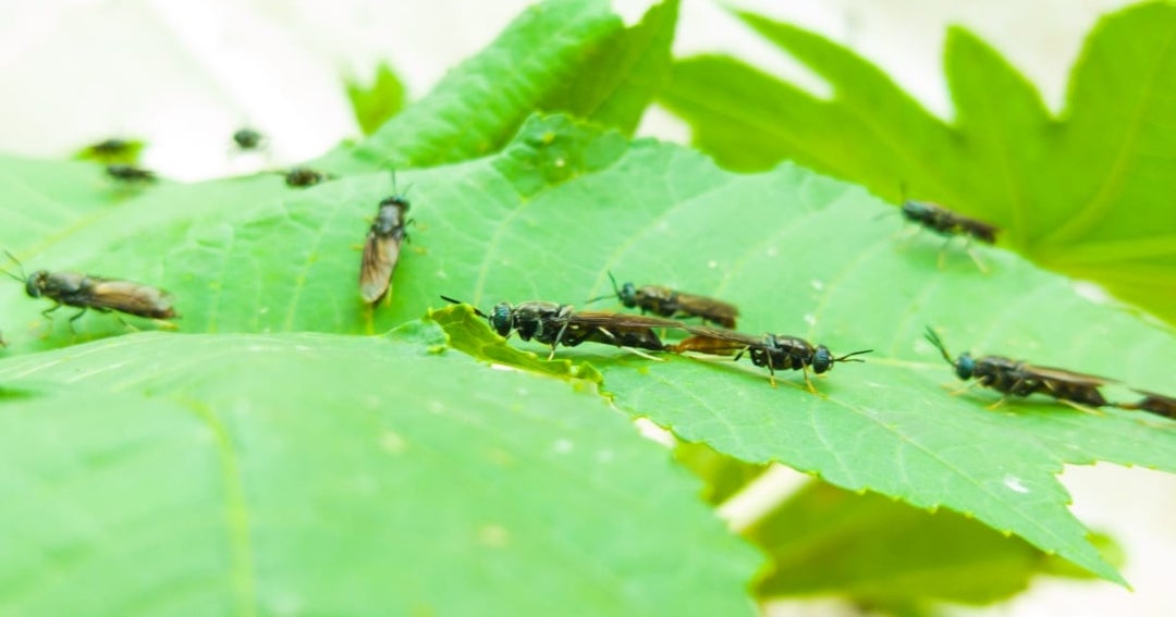 Biofly, una empresa que a partir de residuos orgánicos produce proteína ...