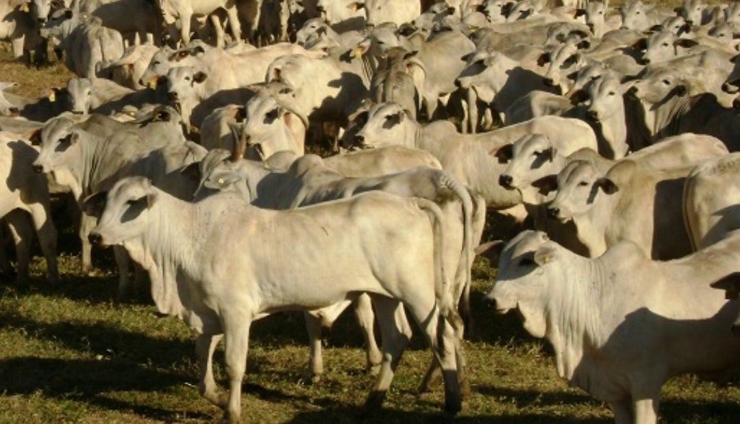 ¿En qué precios puede vender y comprar ganado raza brahman en los ...