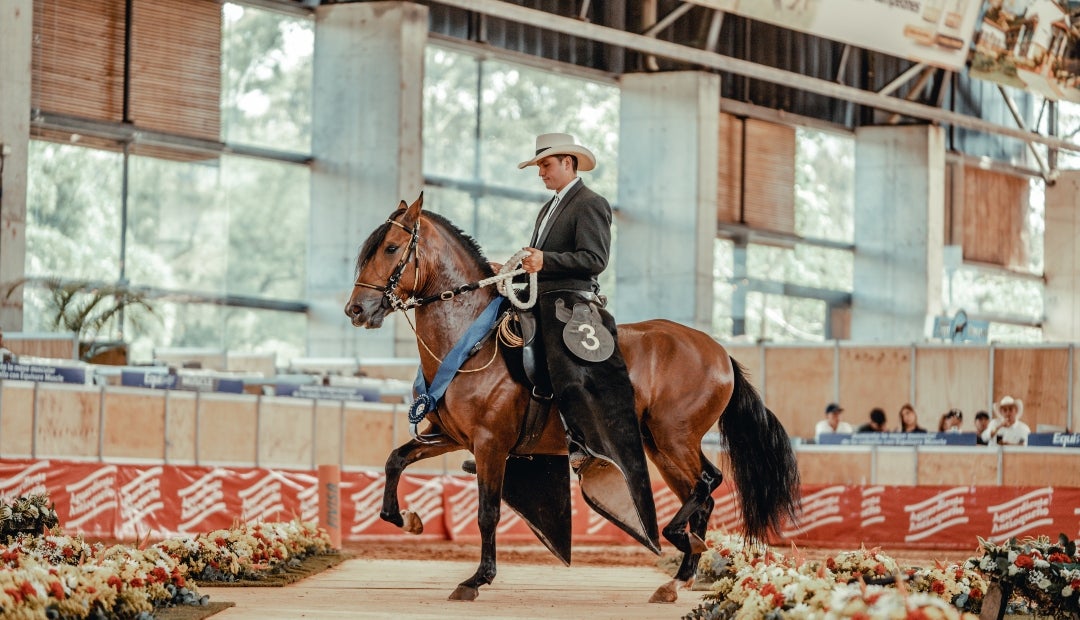 Conozca cuáles son los requisitos para exportar ejemplares de caballo criollo colombiano ...