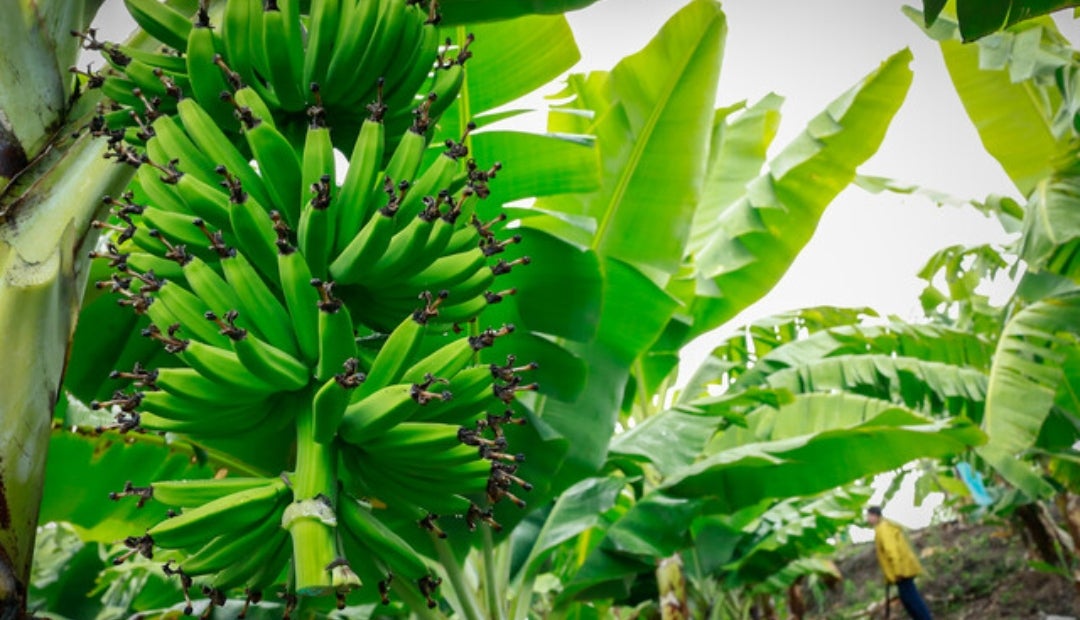 Aprenda cómo se producen las semillas elites para los cultivos de ...