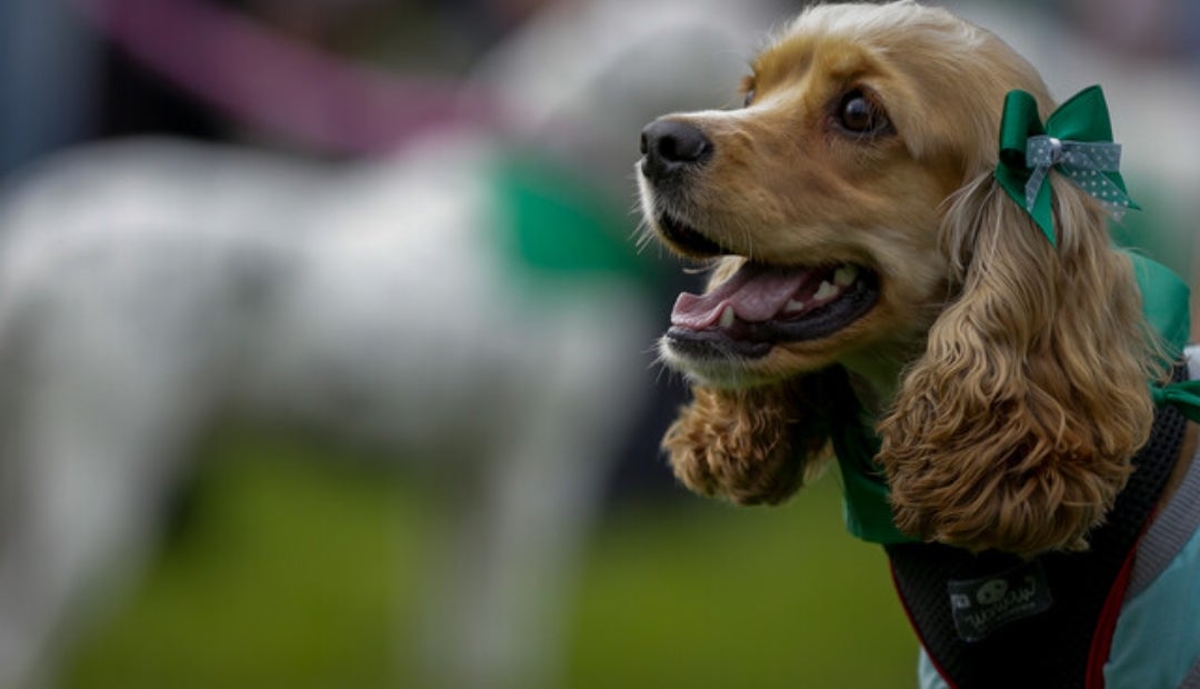 U-Pets, primera institución universitaria para perros en Colombia con ...