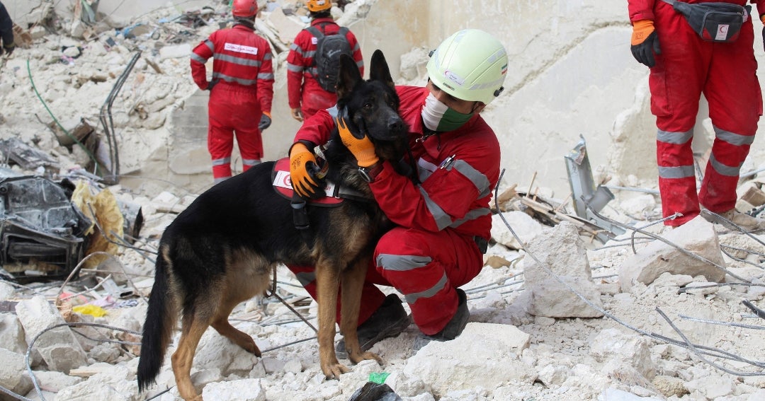 Conozca cómo funciona el entrenamiento de perros especializados en ...