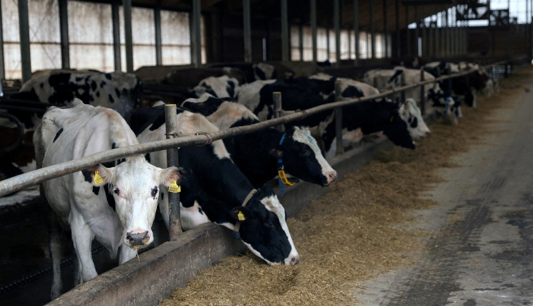 Los feedlots, sistemas de engorde intensivo para el ganado que dan ...