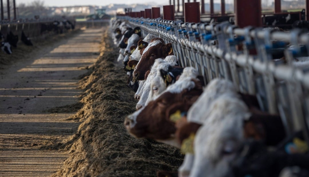 Use la flor de azufre para proteger su ganado de ectoparásitos y mejore su producción ...