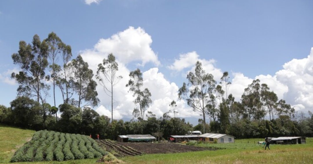 El Grupo Daabon obtuvo la certificación Regenerative Organic Certified ...