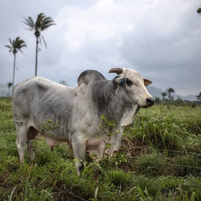 Aprenda qué prácticas le ayudan a adaptar al ganado cuando empieza la ...
