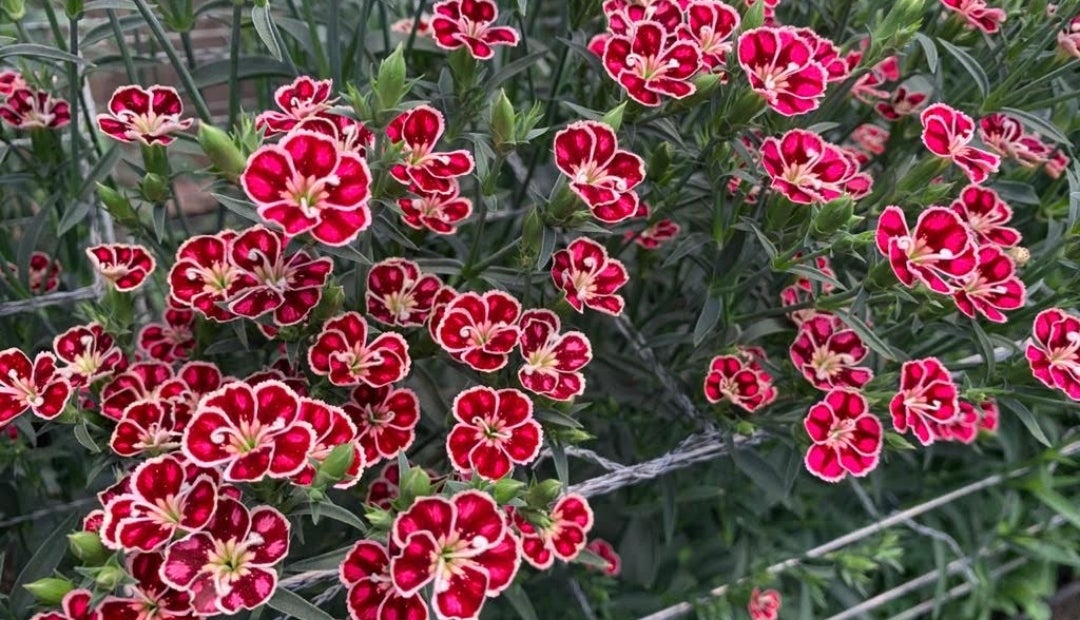 Colombia presenta al mundo las nuevas variedades de clavel en tendencia ...