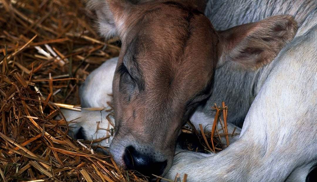 Rumitec, el producto que acelera en los terneros la transición de ...