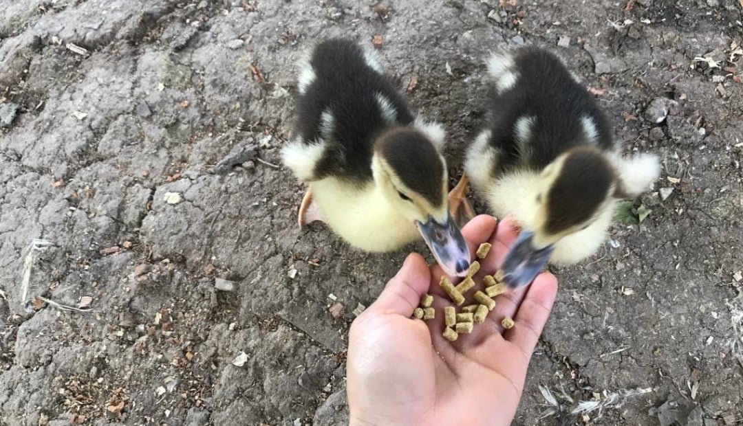 Estos son los principales cuidados para tener patos como animales de ...