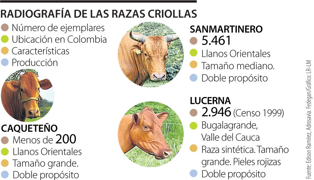 Hay más de 11.000 ejemplares de ganado blanco orejinegro, según cifras ...