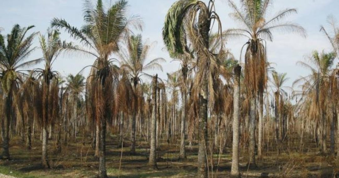Humedad de 90% aumentaría el riesgo de enfermedad del cogollo en la ...
