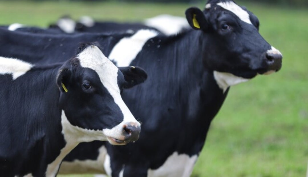 Conozca cuáles son las medidas bovinométricas para el mejoramiento de ...