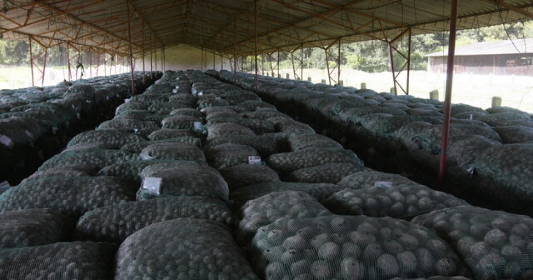 Tricotec, un bioproducto que controla la enfermedad de la costra negra ...