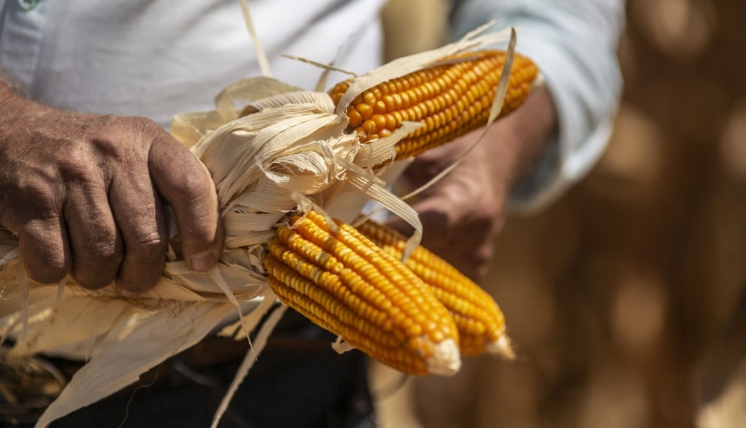Pudrición de la mazorca del maíz, enfermedad que da pérdidas de hasta ...