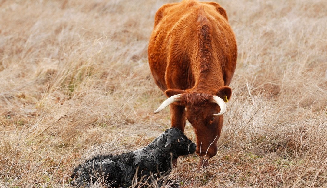 Estos son los principales cuidados para tener un correcto manejo del ...