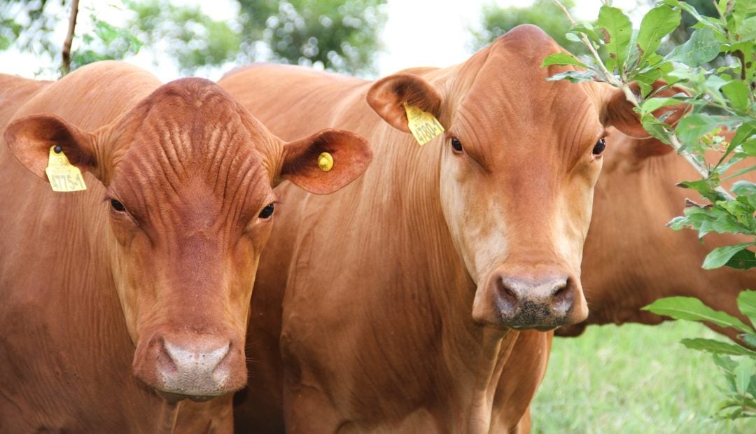 Las razas de ganado criollas y colombianas que tienen alta ...