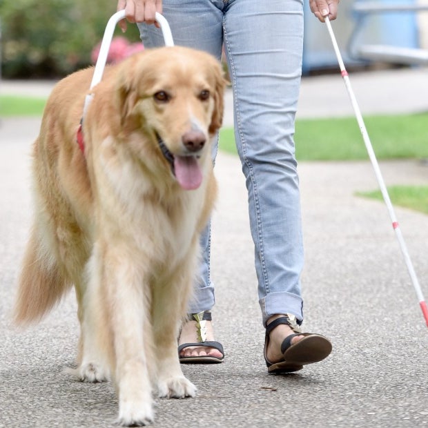 Perro Lazarillo Nuestros Perros — Fundación ONCE Del Perro Guía