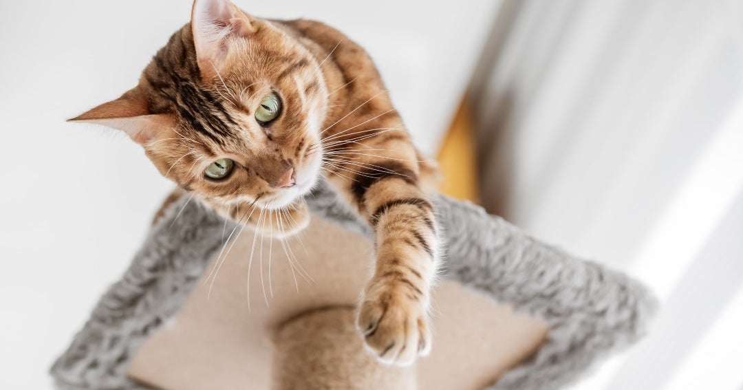 Zebby, el gato que ayuda a su dueña con problemas de audición ...