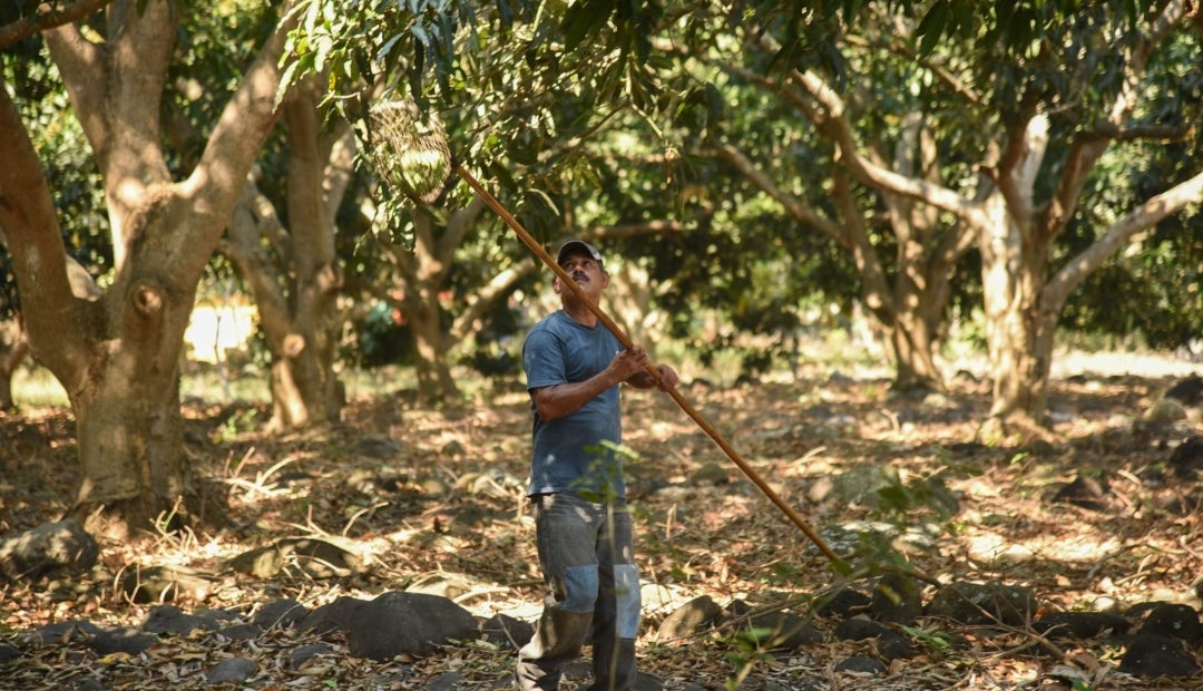 Por primera vez enviaron mango de azúcar con destino hacia Dallas ...