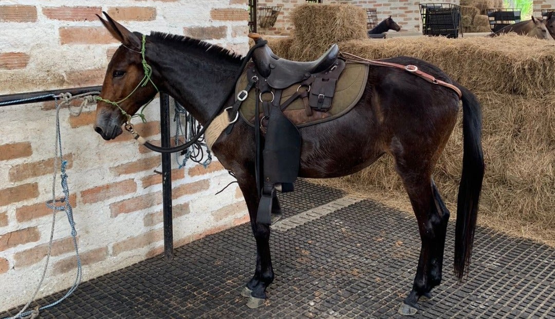 La crianza de mulares, un negocio que puede darle más de $100 millones ...