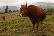 El Ganado Wagyu La Raza Que Mejora En 80 La Calidad De La Carne En