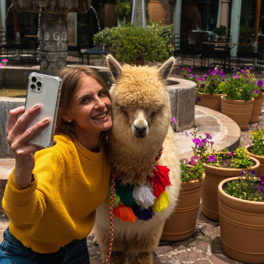 Ya viene el día de la alpaca y estos son los planes con los que puede ...