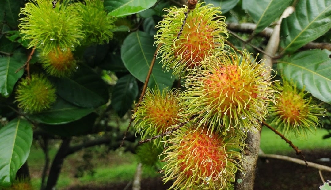 El rambután, un fruto exótico con alta demanda en mercados como Canadá ...