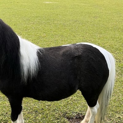 El auge de la cría de los caballos miniatura en Colombia, uno de los ...